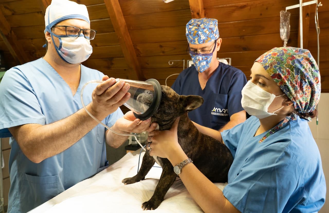 What You Need to Do When Selling Your Veterinary Practice